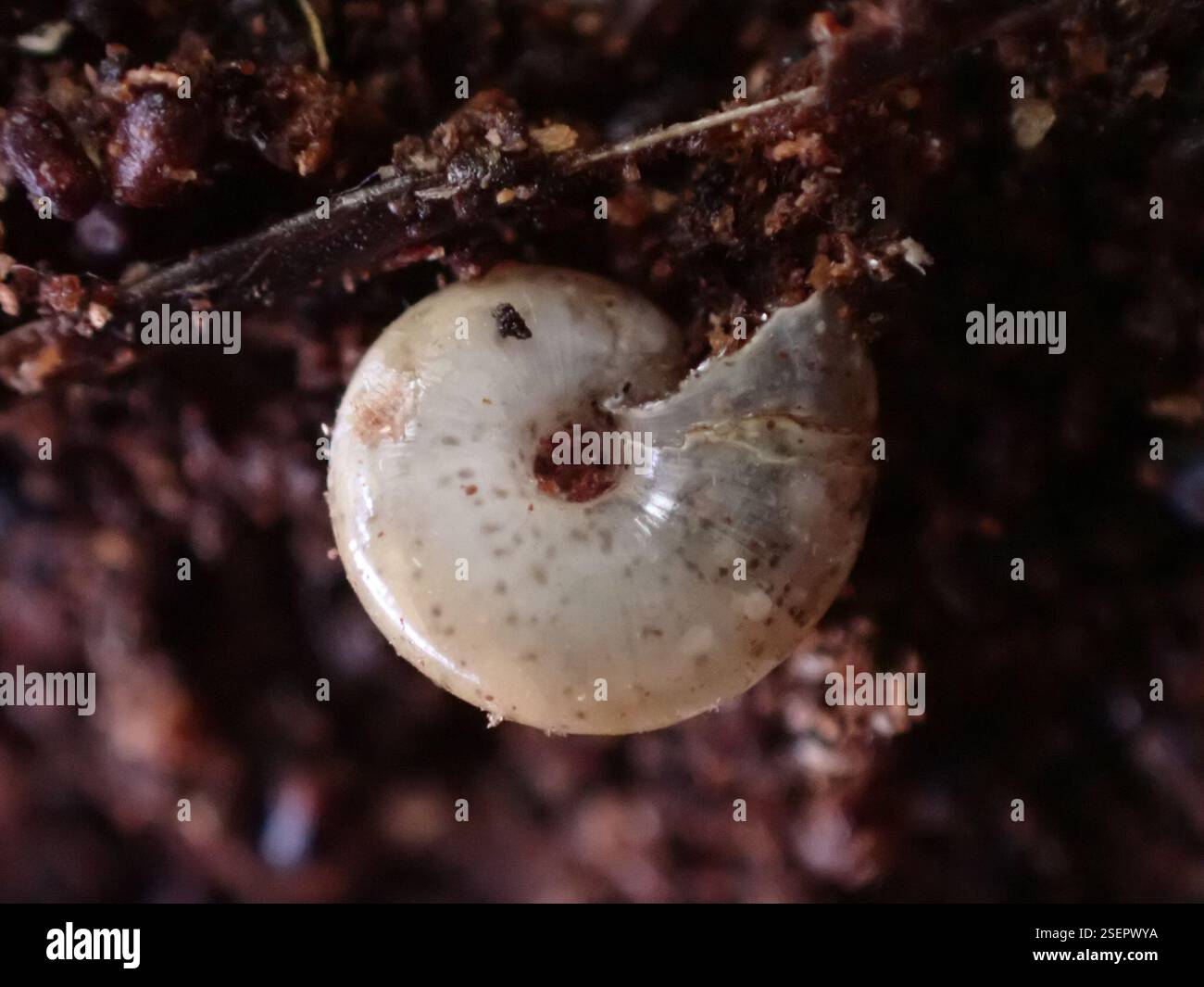 Common Land Snails and Slugs (Stylommatophora), Mollusca, Capital ...