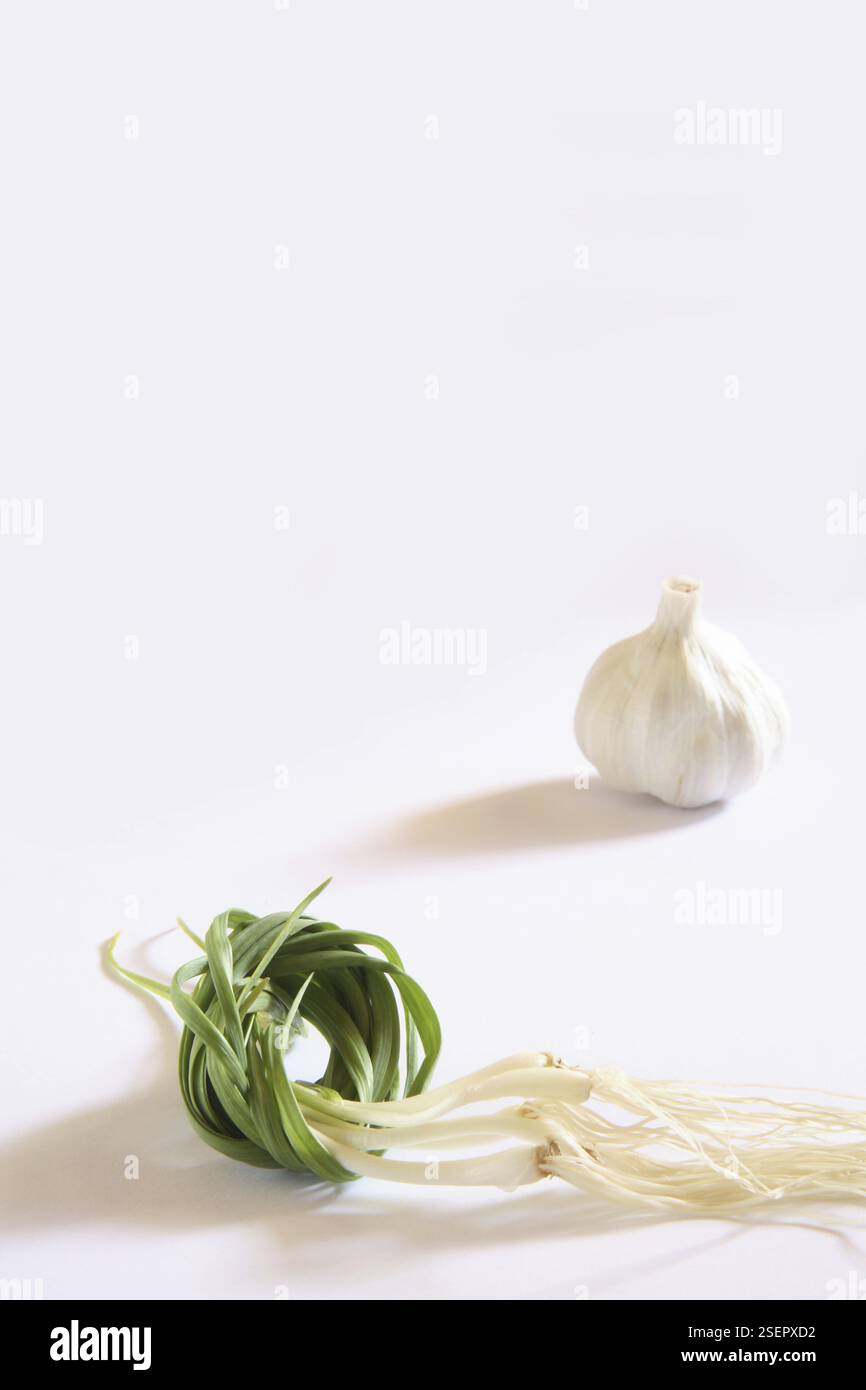 Indian spice, fresh green garlic leaves with root and bulbs Lahsun ...