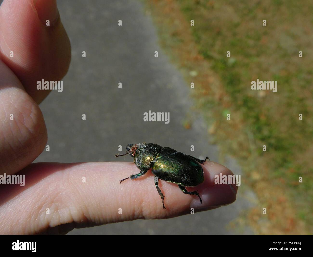 Golden Stag Beetle (Lamprima aurata), Insecta, New Norfolk TAS 7140 ...