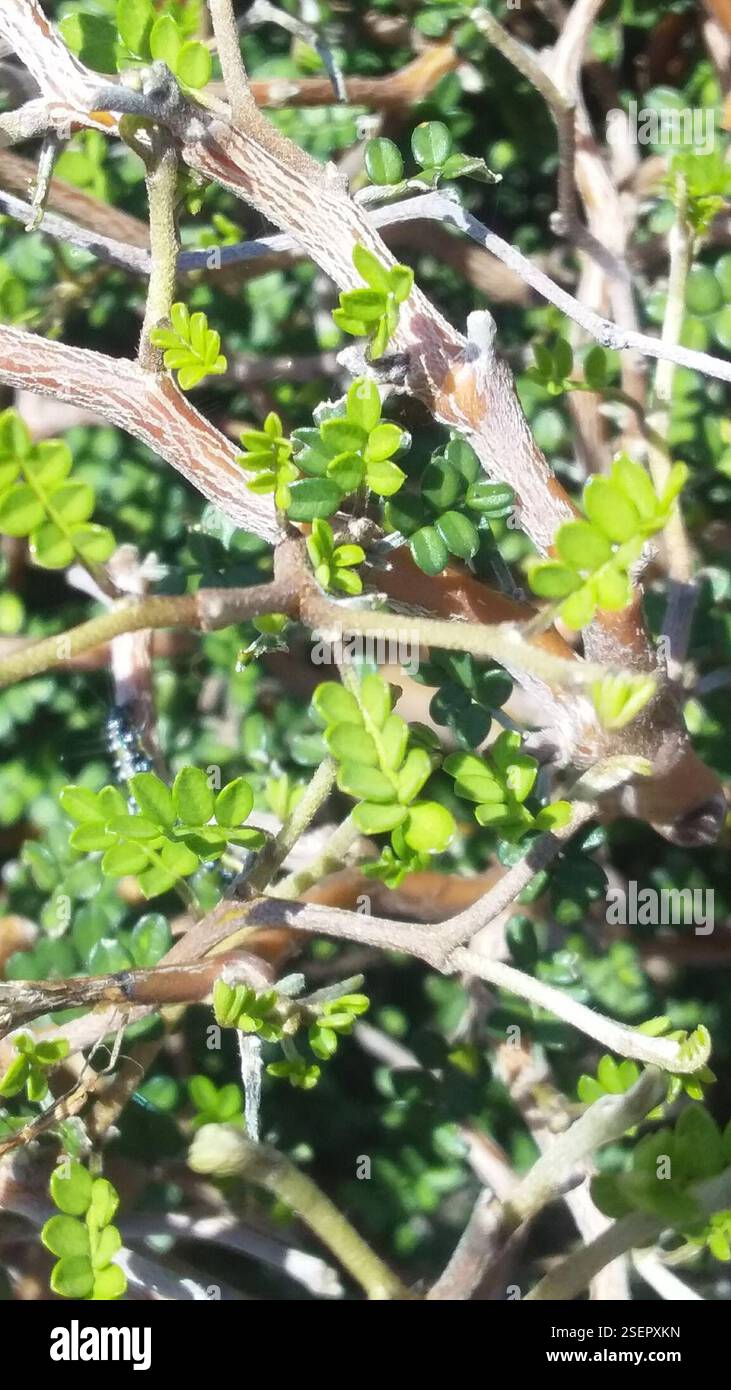 Prostrate kowhai (Sophora prostrata), Plantae, Kaikoura, NZ-CA, NZ ...