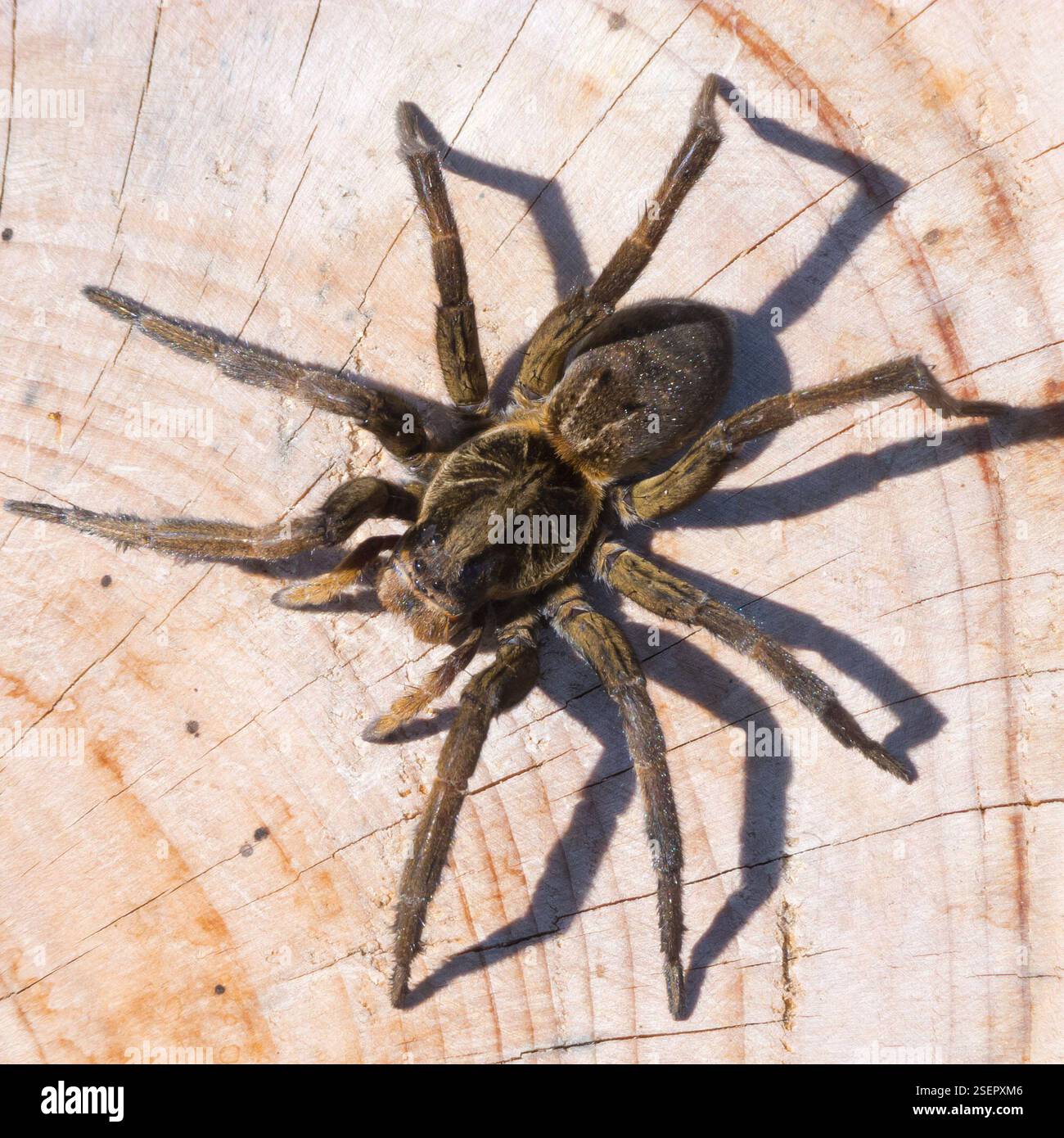 Wolf Spiders (Lycosidae), Arachnida, Villa de Leyva, Boyacá, Colombia ...