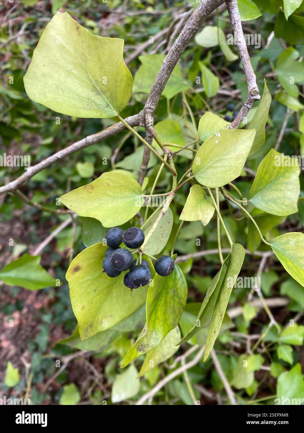 common ivy (Hedera helix), Plantae, Box Hill, Tadworth, England, GB ...