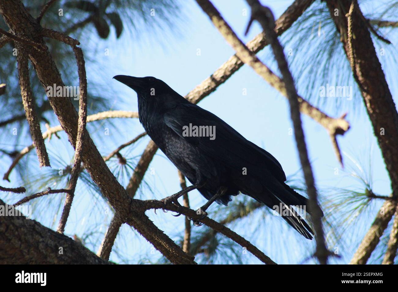 Common Raven (Corvus corax), Aves, Tecolotlán, Jal., México Stock Photo ...