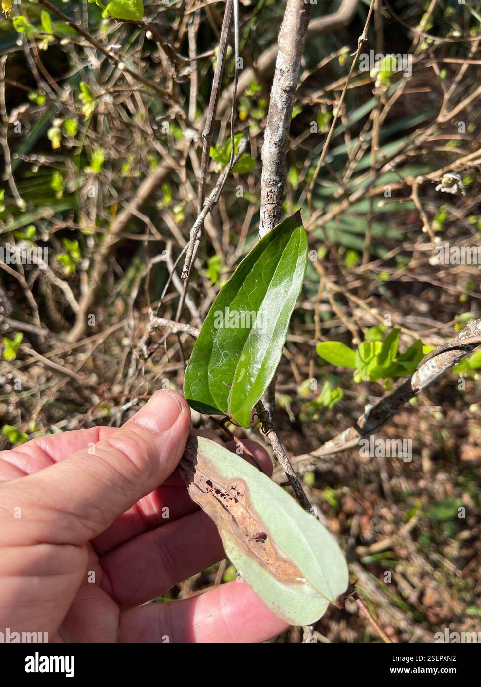 sawbrier (Smilax glauca), Plantae, Torreya State Park, Bristol, FL, US ...