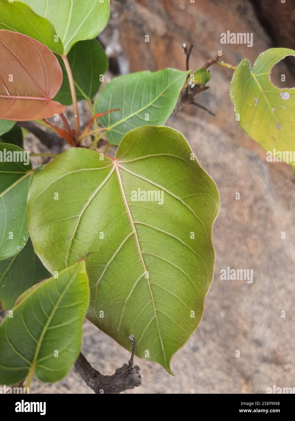 Indian Rock Fig (Ficus arnottiana), Plantae, Pakkamalai R.F Stock Photo ...