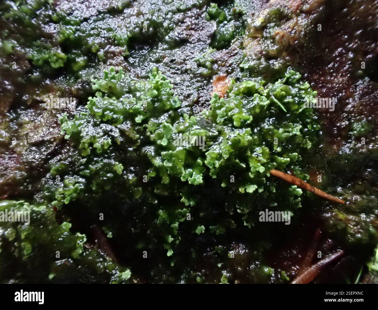pixie cup and reindeer lichens (Cladonia), Fungi, Outer Area, Baarn ...