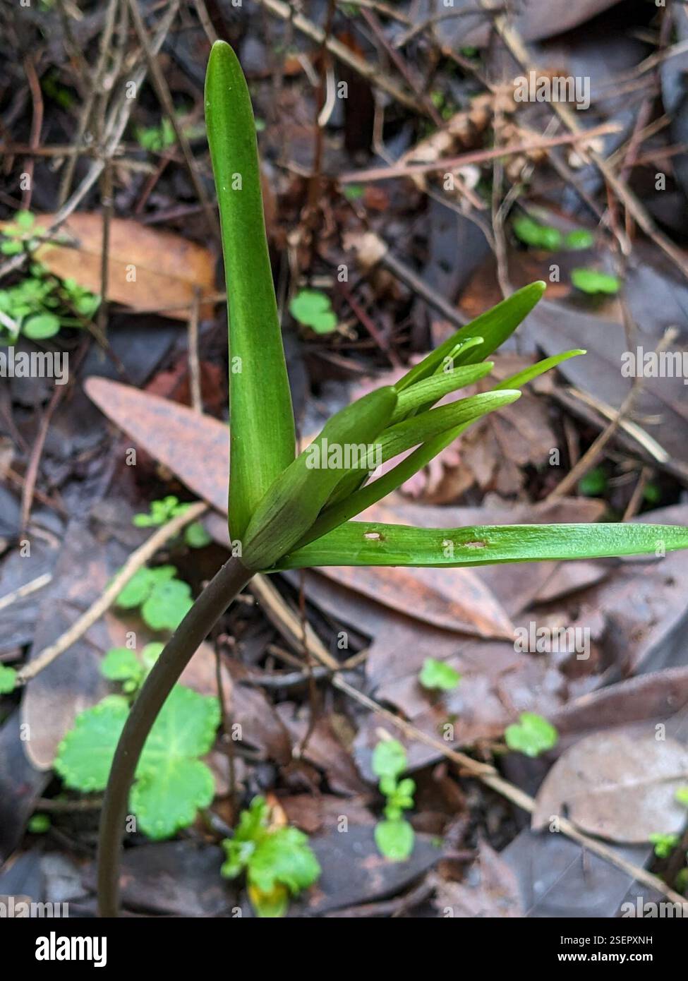 checker lily (Fritillaria affinis), Plantae, Los Altos Hills, CA 94022 ...
