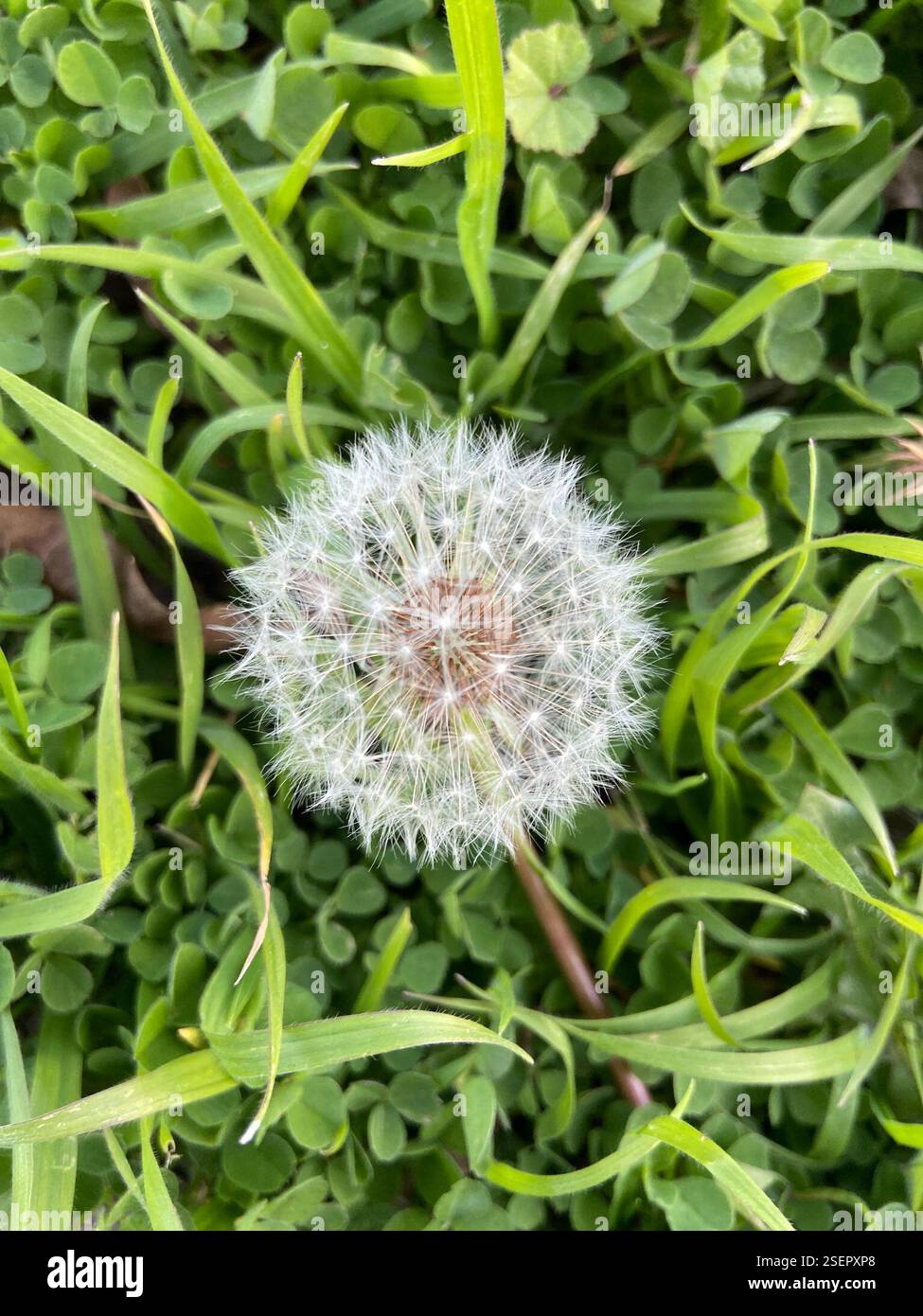 dandelions (Taraxacum), Plantae, Los Angeles County, US-CA, US Stock ...