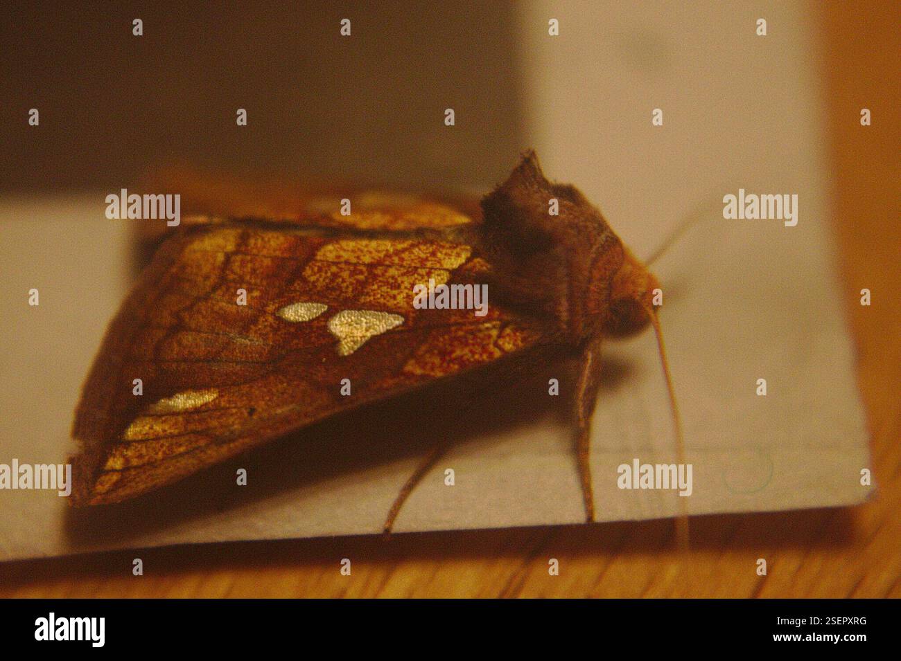 Putnam's Looper Moth (Plusia putnami), Insecta, Mékinac, Québec, Canada ...