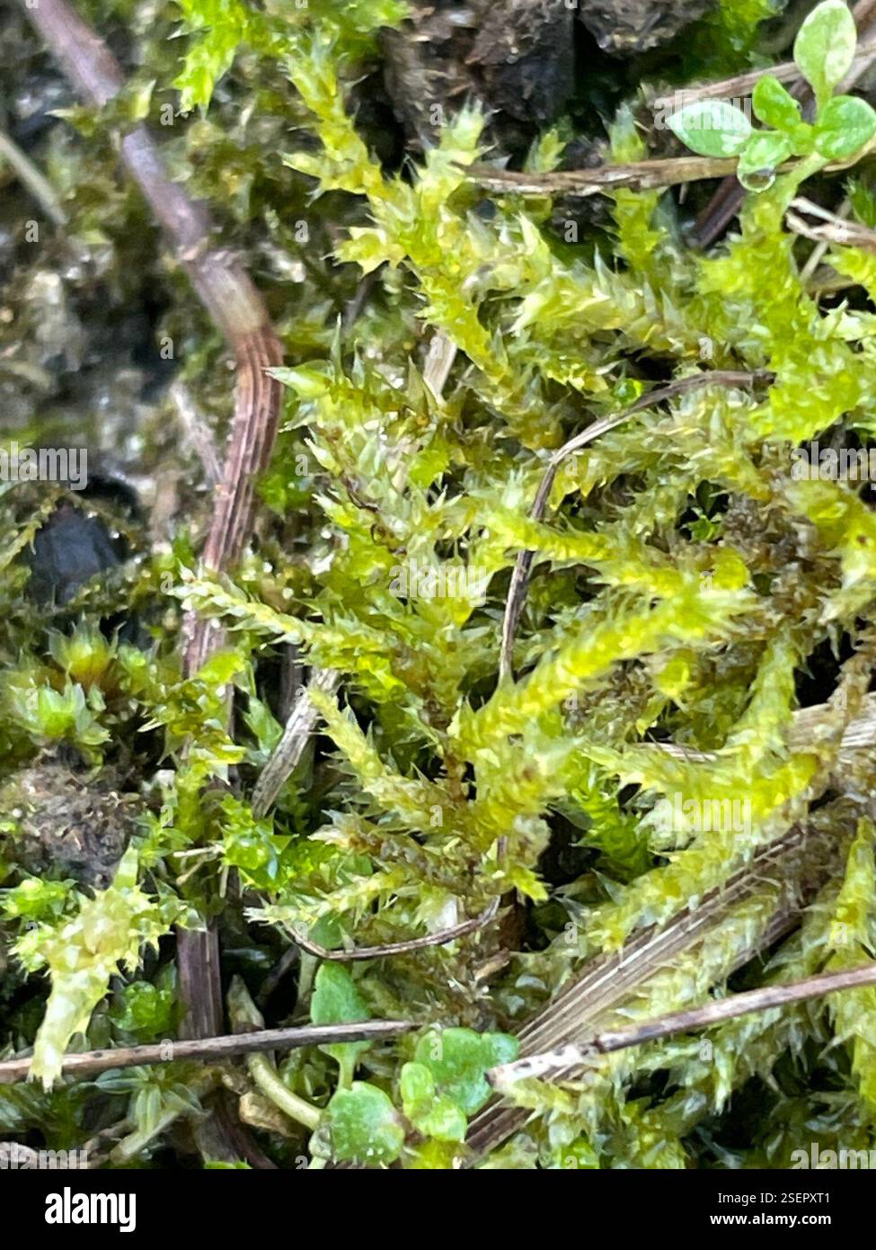 Rough-stalked Feather-moss (Brachythecium rutabulum), Plantae ...