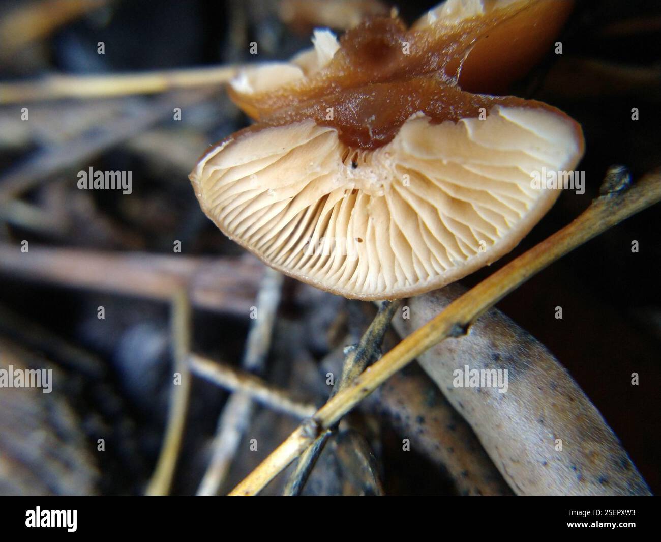 Basidiomycete Fungi (Basidiomycota), Fungi, California State University ...