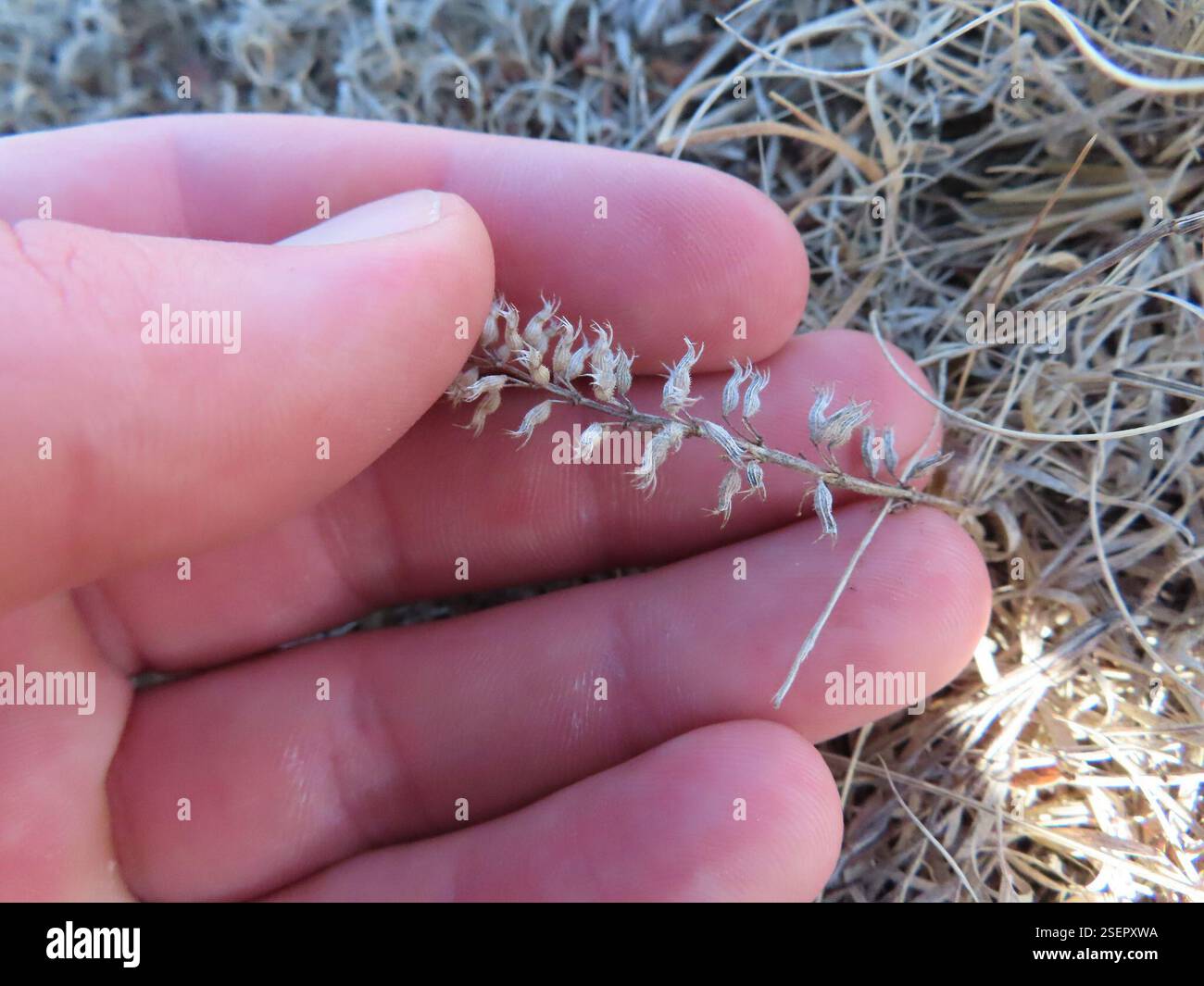 plants (Plantae), Plantae, Custer County, SD, USA Stock Photo - Alamy