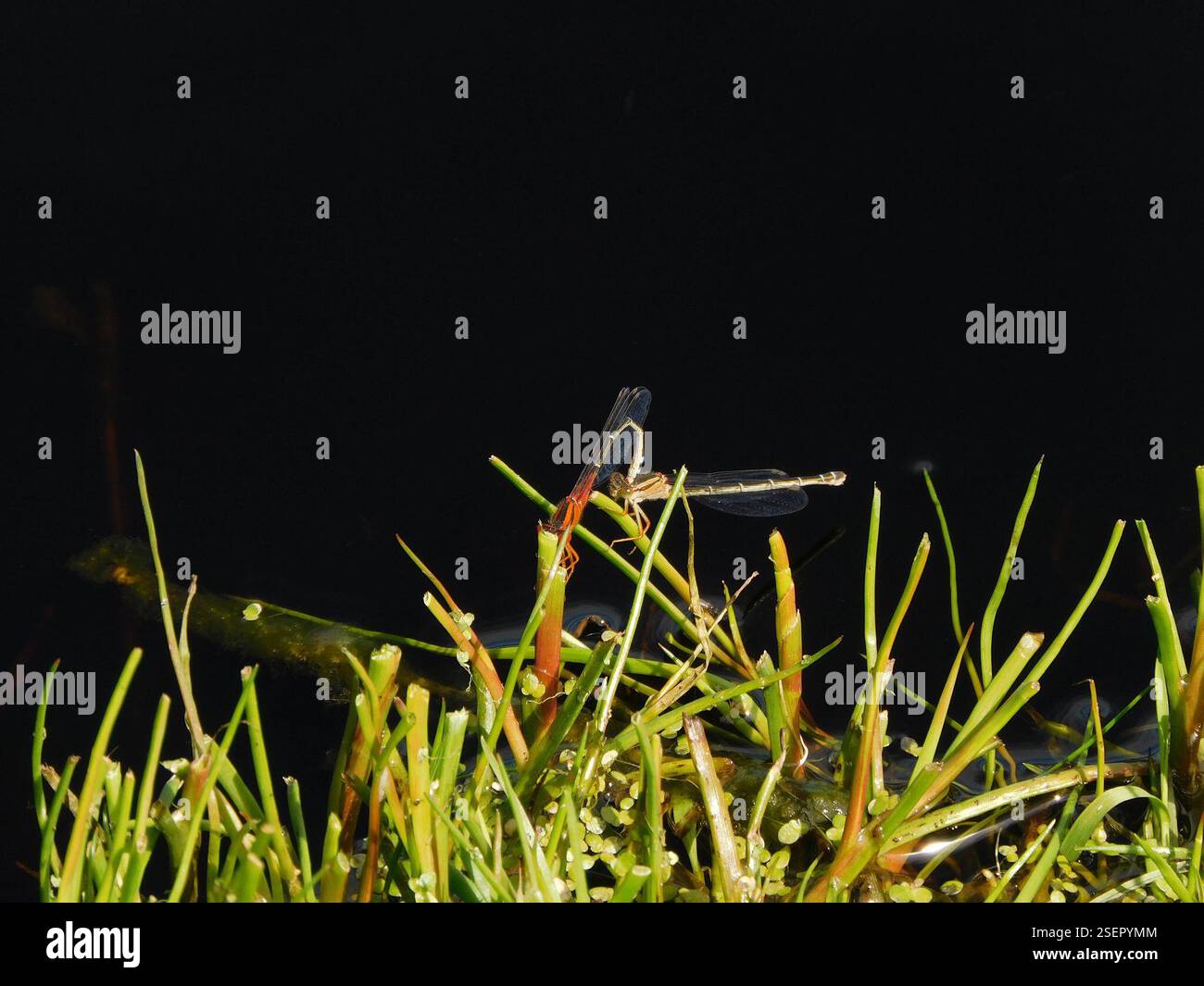 Red and Blue Damsel (Xanthagrion erythroneurum), Insecta, Penna TAS ...