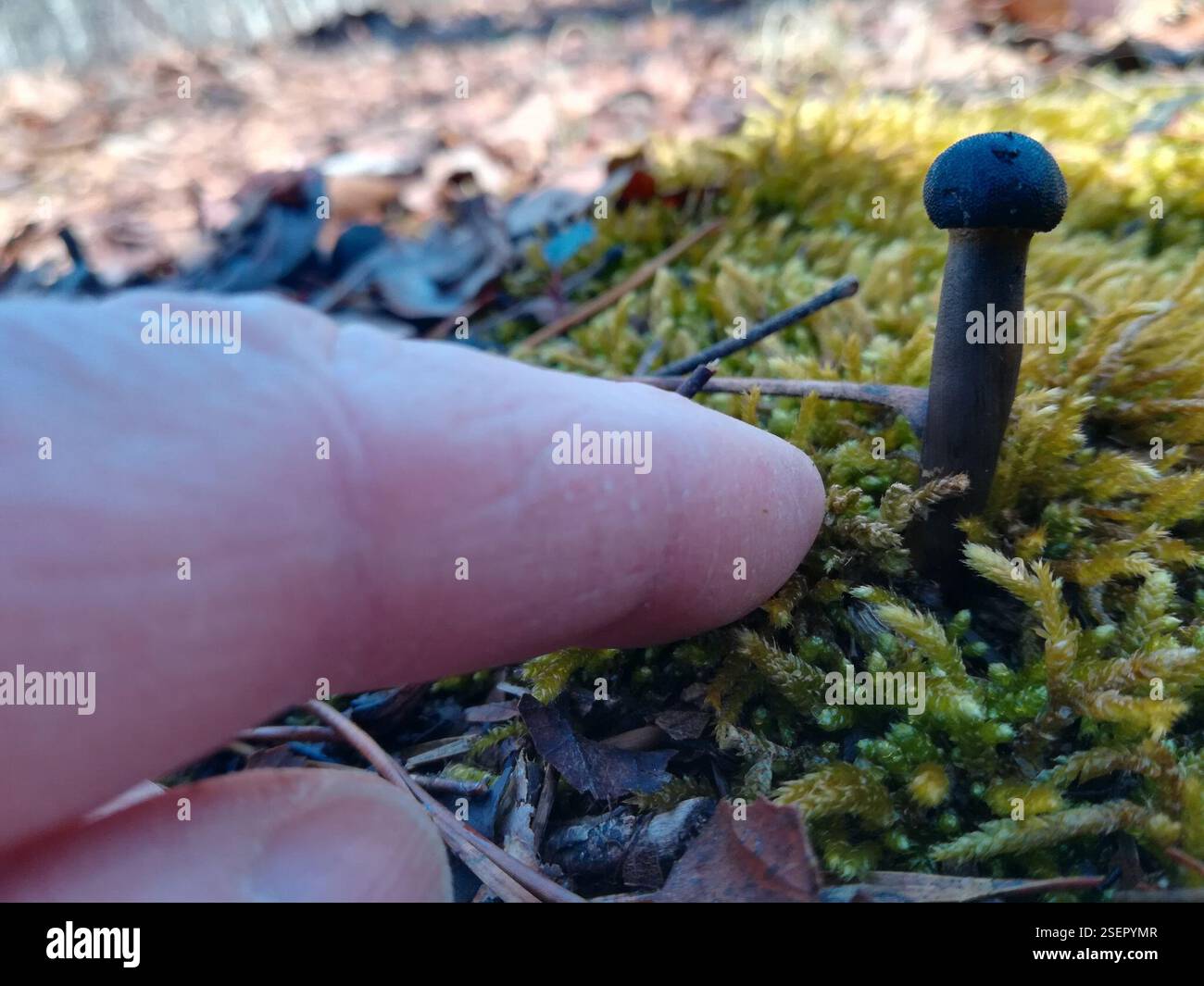 Drumstick Truffleclub (Tolypocladium capitatum), Fungi, 6422 Swains ...