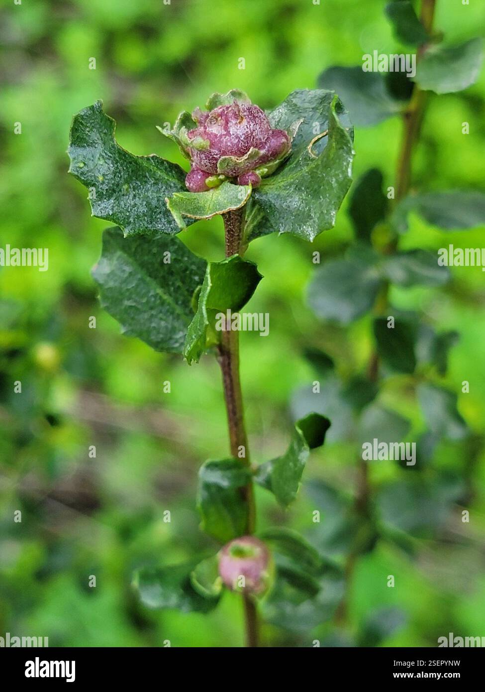 Coyote Brush Bud Gall Midge (Rhopalomyia californica), Insecta ...