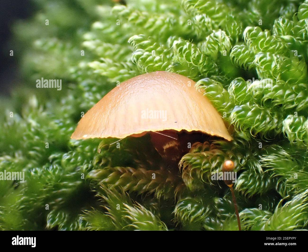 Moss Bells (Galerina), Fungi, Graafland, Groot-Ammers, South Holland ...
