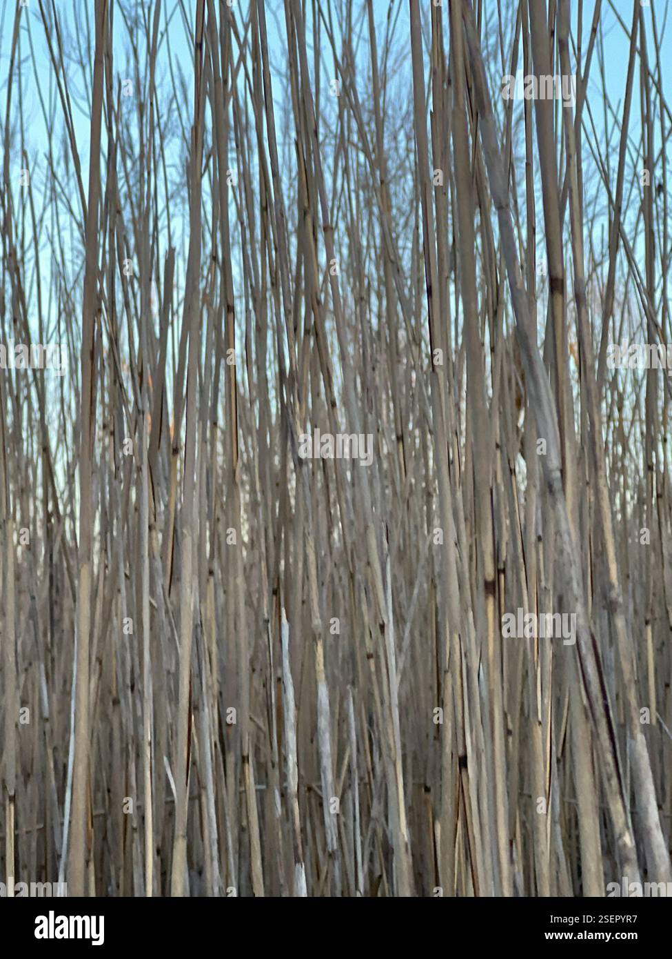 common reed (Phragmites australis), Plantae, Pantego, NC, US Stock ...