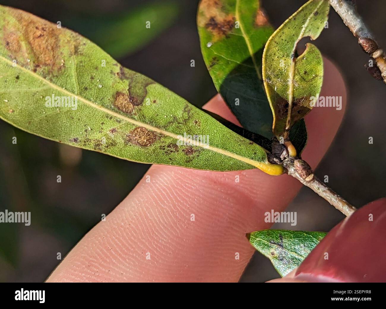 Darlington Oak (Quercus hemisphaerica), Plantae, Brooksville, FL 34601 ...