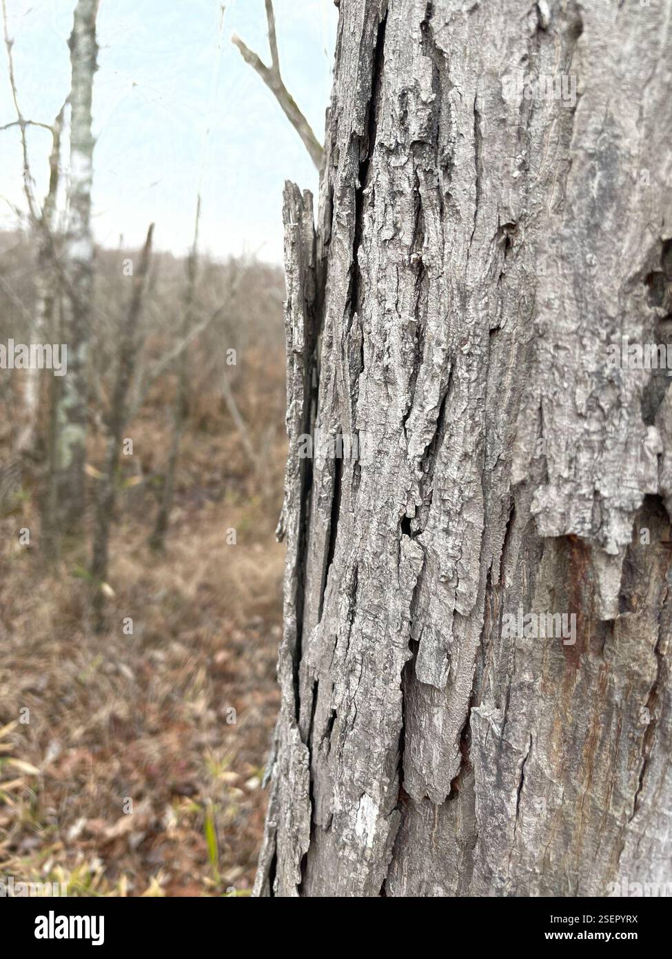 shagbark hickory (Carya ovata), Plantae, North Carolina, US, Bottom of ...