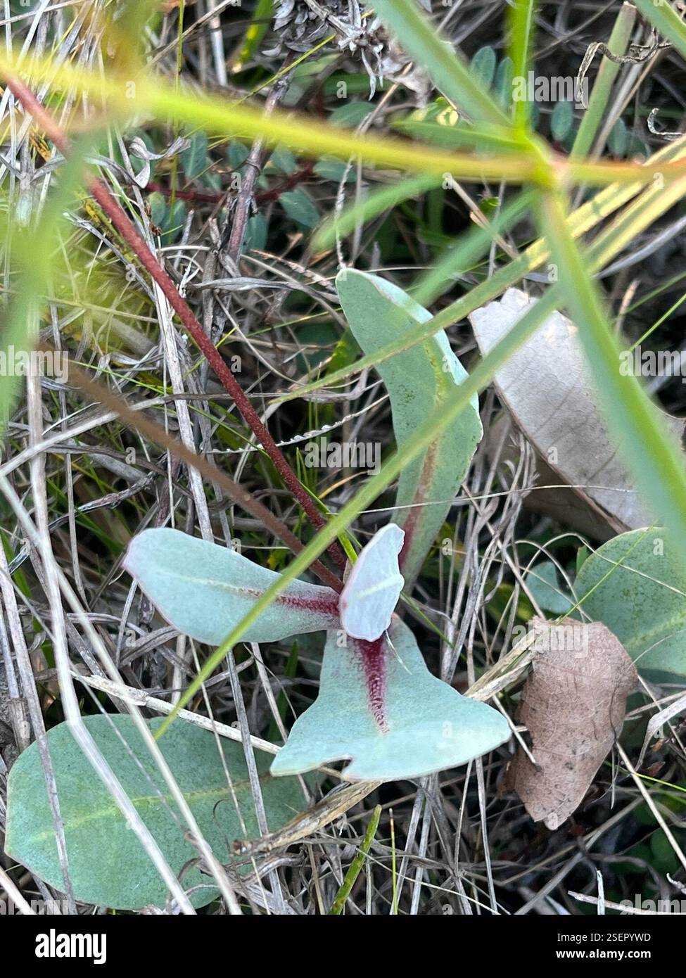 limewater brookweed (Samolus ebracteatus), Plantae, Florida, US Stock ...