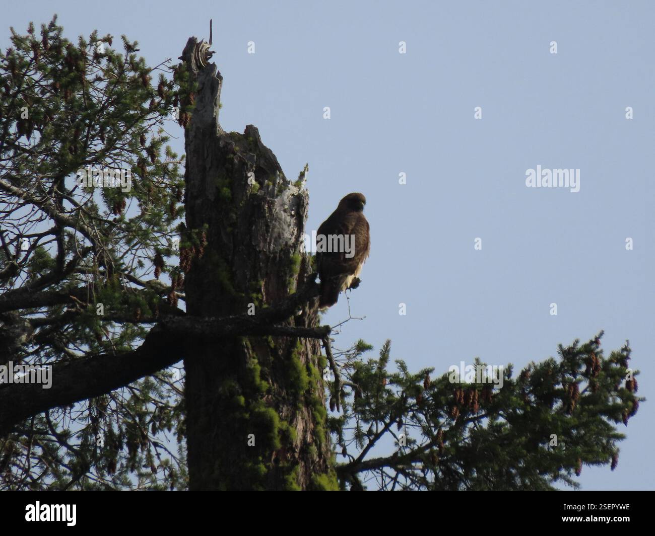 Red-tailed Hawk (Buteo jamaicensis), Aves, Capital, BC, Canada Stock ...