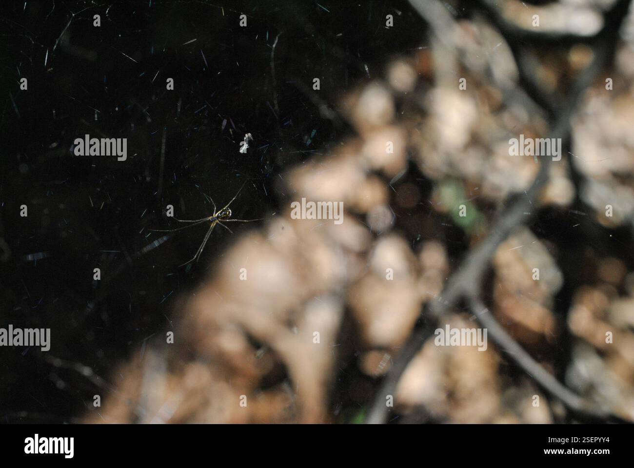 Filmy Dome Spider (Neriene radiata), Arachnida, Ashland, MA, USA Stock ...