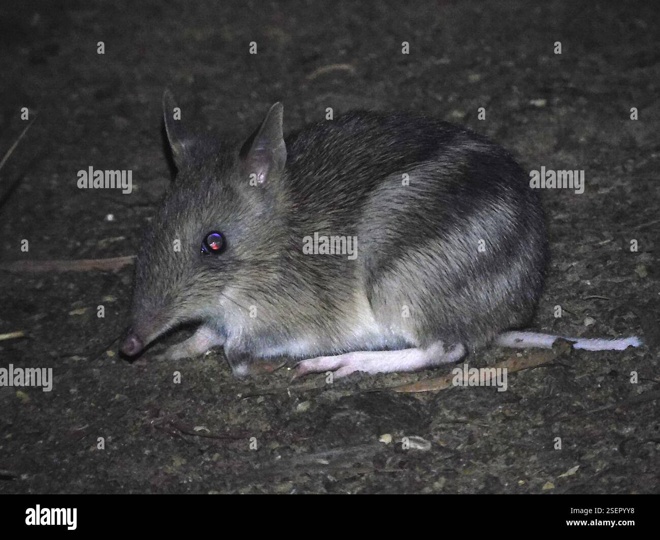 Eastern Barred Bandicoot (Perameles gunnii), Mammalia, Hobart TAS ...