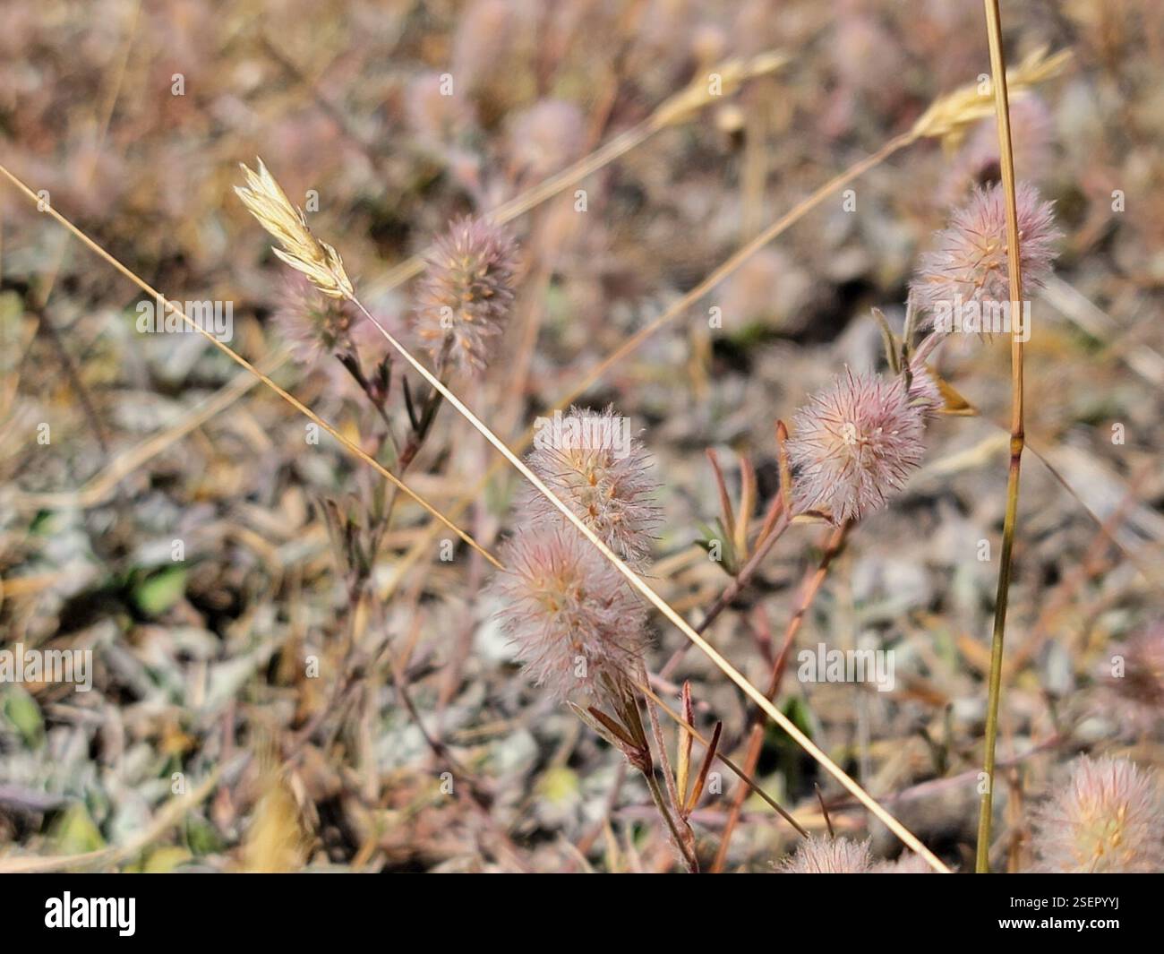 rabbitfoot clover (Trifolium arvense), Plantae, Tekapo, New Zealand ...