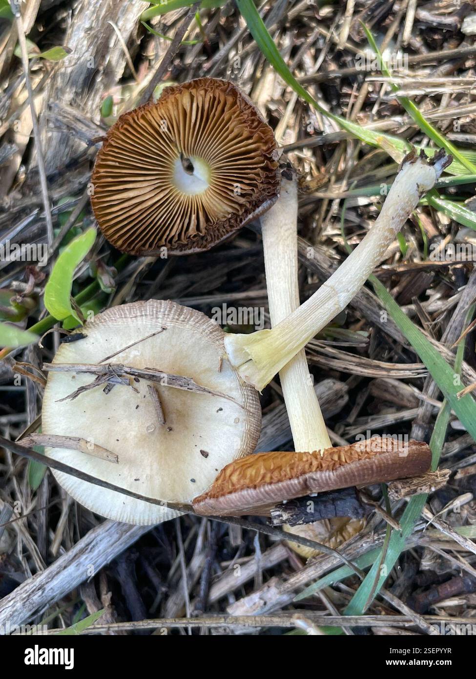 yellow fieldcap (Bolbitius titubans), Fungi, Torrey Pines State Natural ...