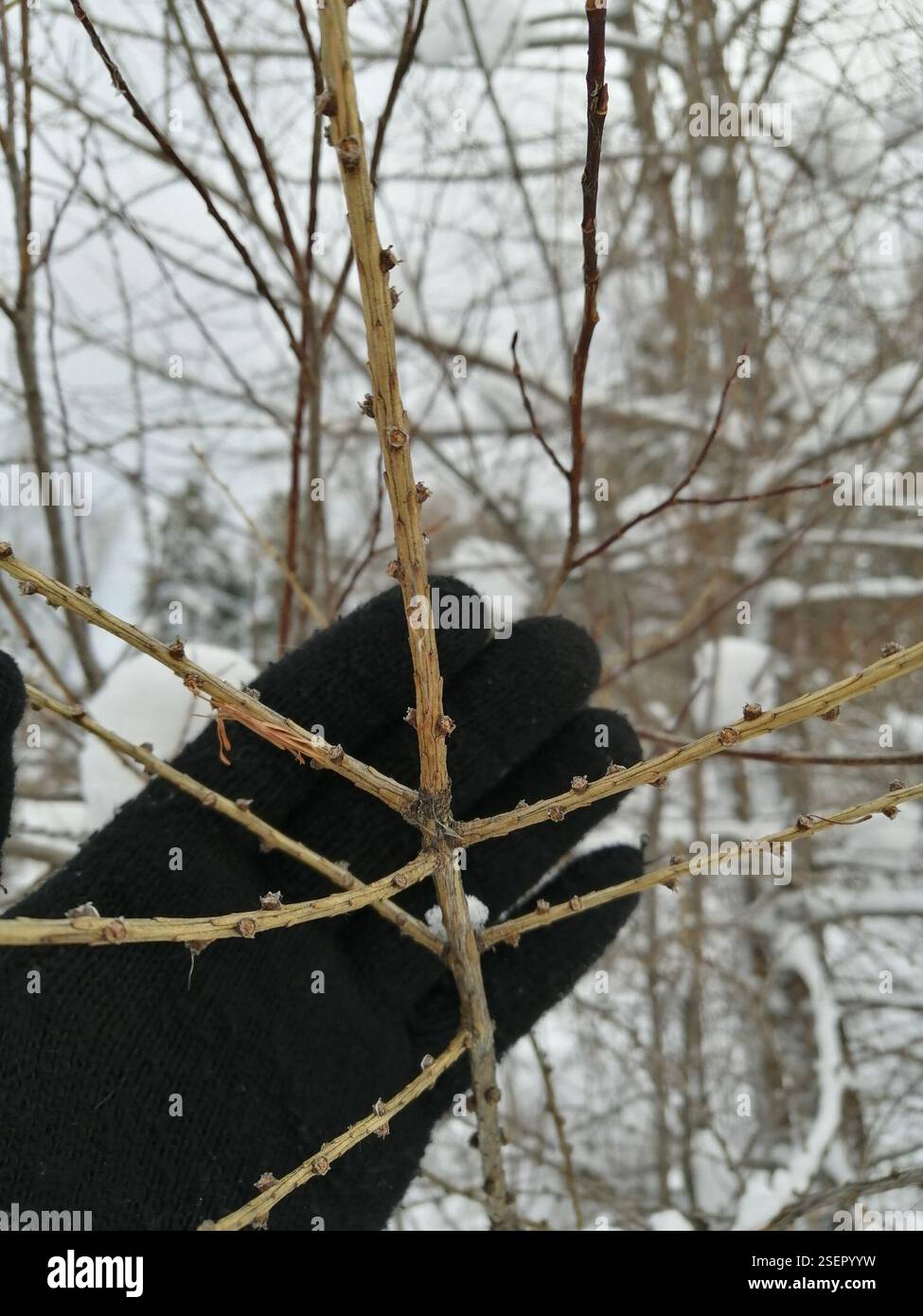 Siberian larch (Larix sibirica), Plantae, Октябрьский, Иркутская обл ...