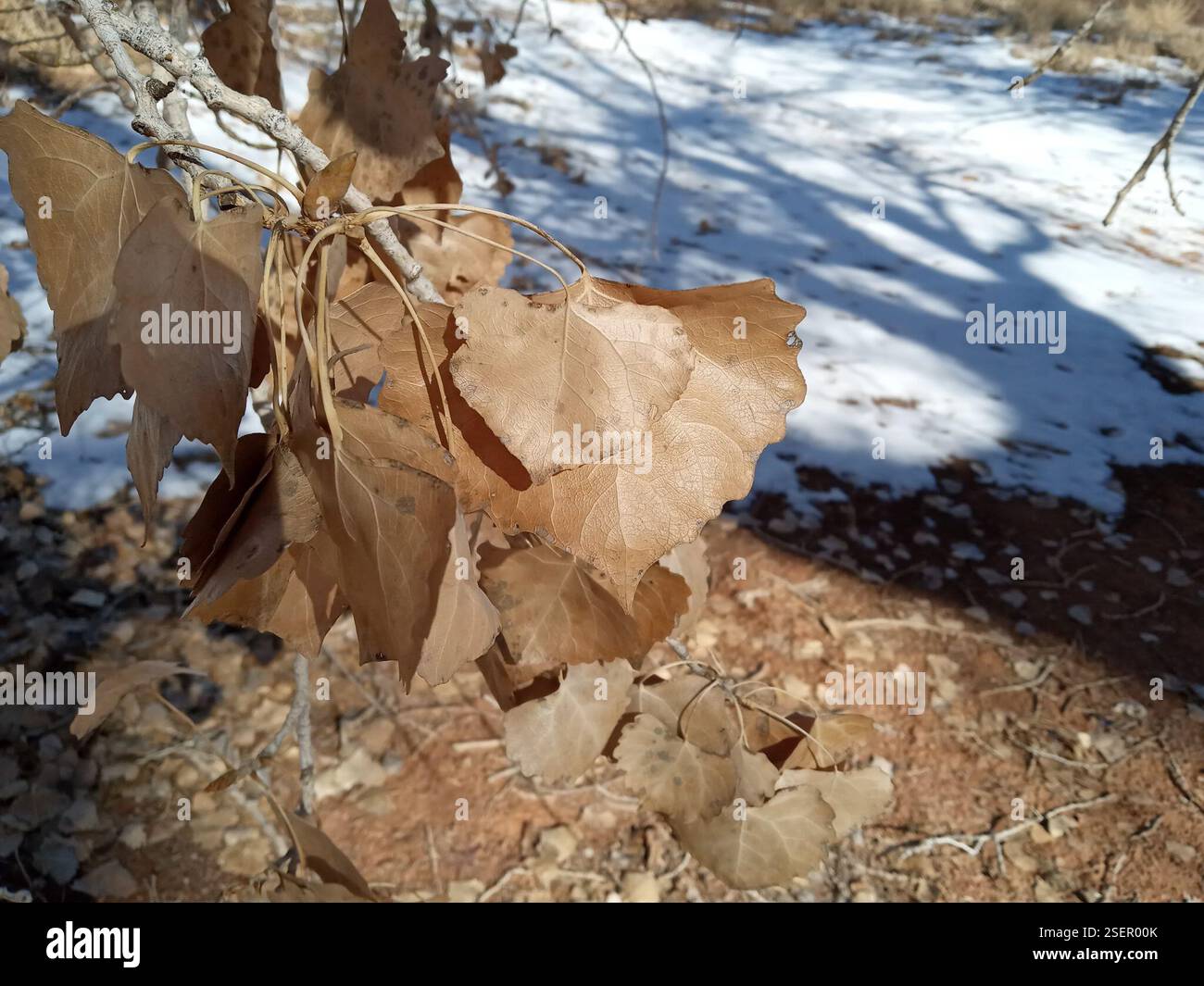 Fremont Cottonwood (Populus fremontii), Plantae, Tuba City, AZ 86045 ...