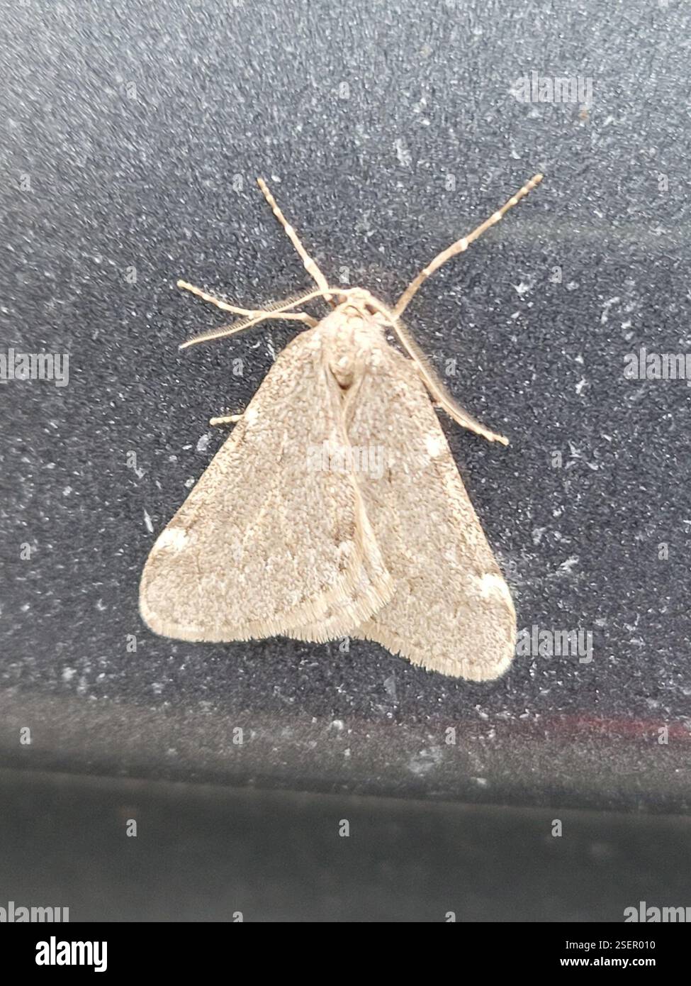 Fall Cankerworm Moth (Alsophila pometaria), Insecta, New Haven County ...