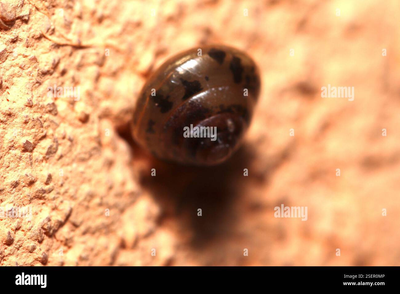 Hive Snails (Euconulidae), Mollusca, Araçariguama, SP, 18147-000 ...