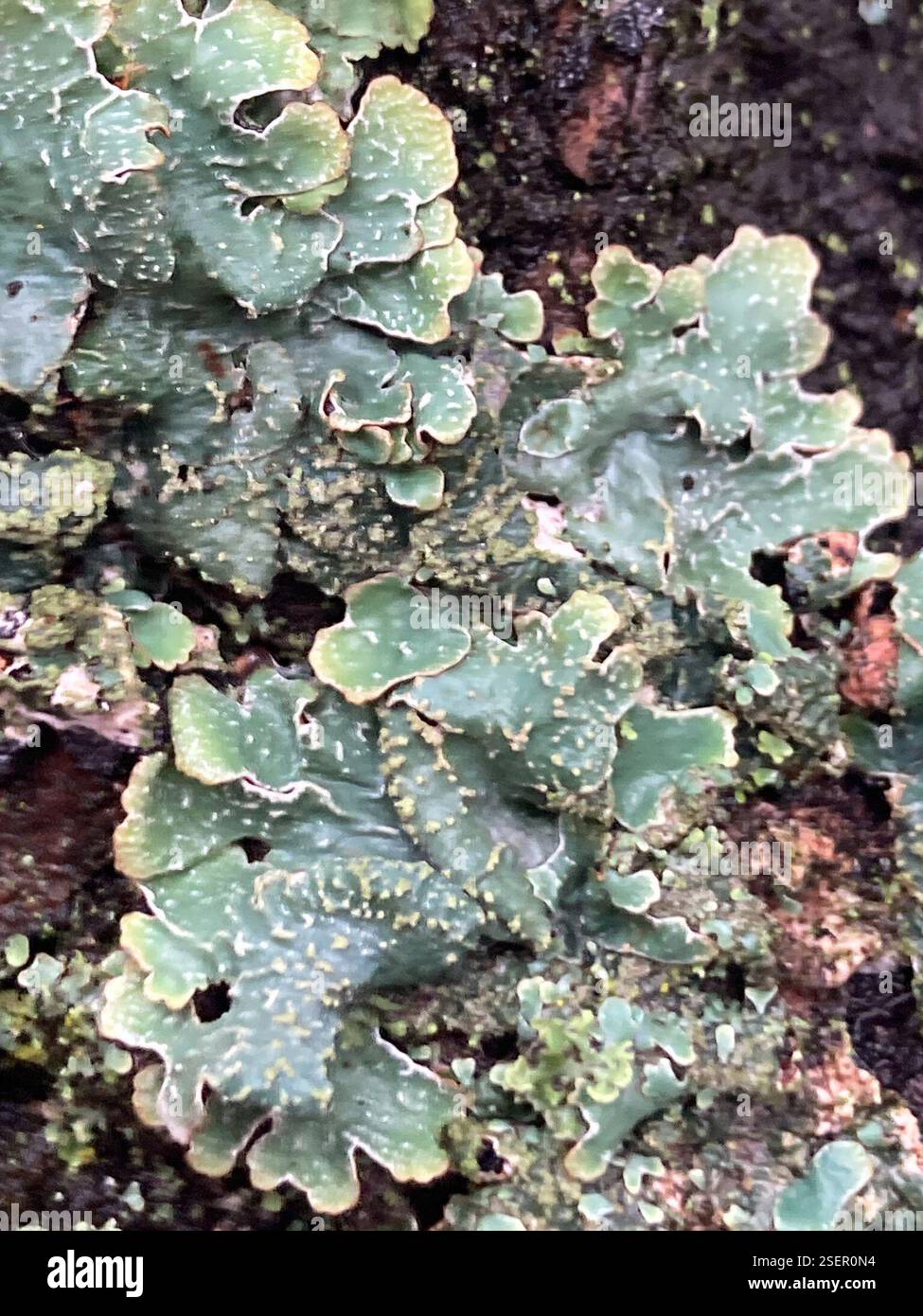 shield lichen (Parmelia sulcata), Fungi, University of Roehampton ...