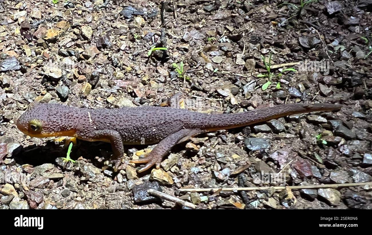 California Newt (Taricha torosa), Amphibia, Los Padres National Forest ...