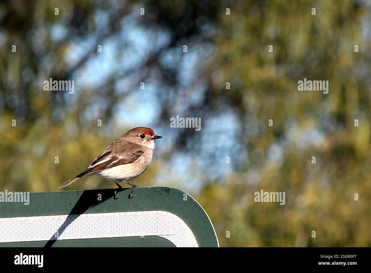 Red-capped Robin (Petroica goodenovii), Aves, Boomi NSW 2405, Australia ...