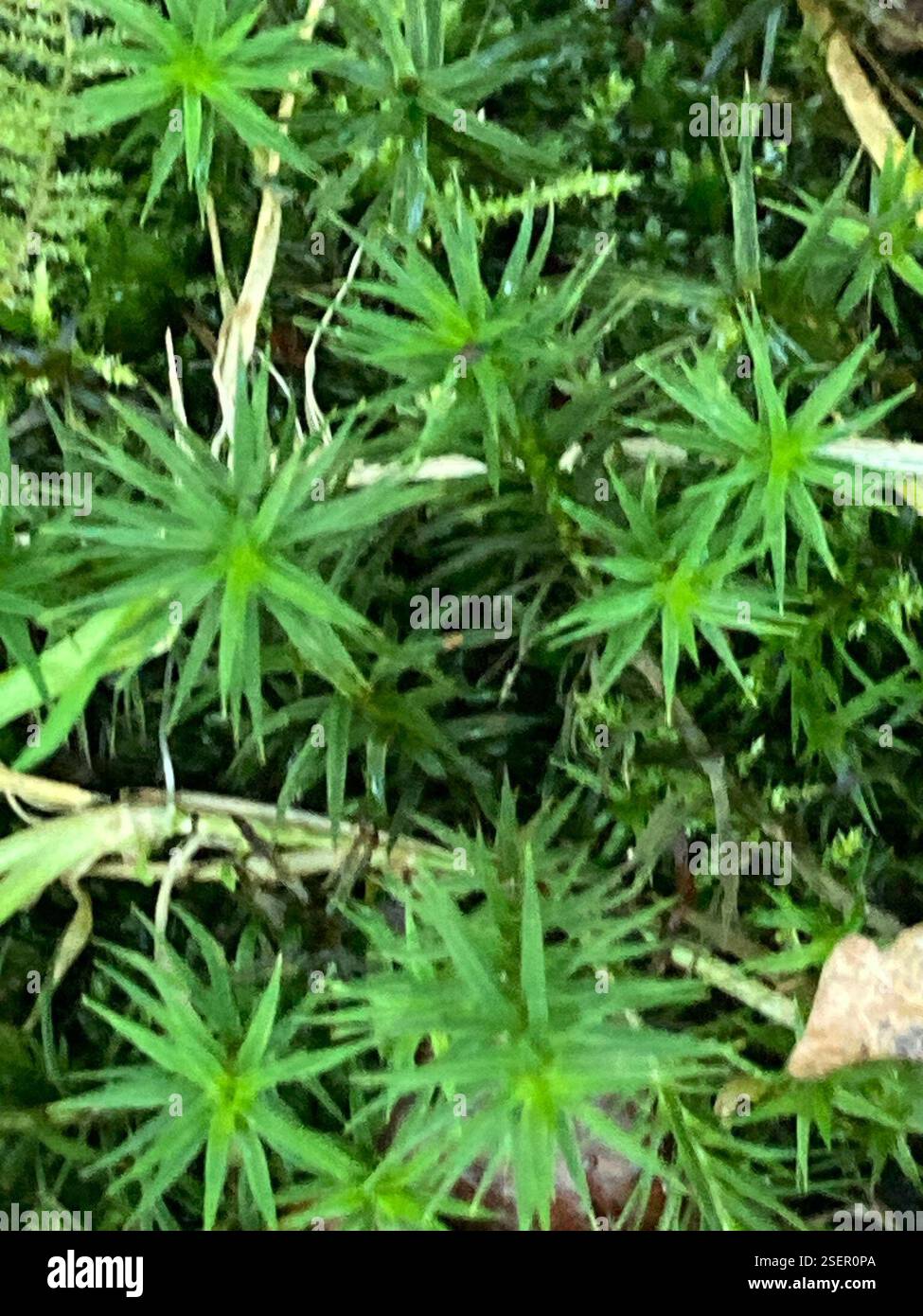 Bank Haircap Moss (Polytrichum formosum), Plantae, Sheen Common Dr ...