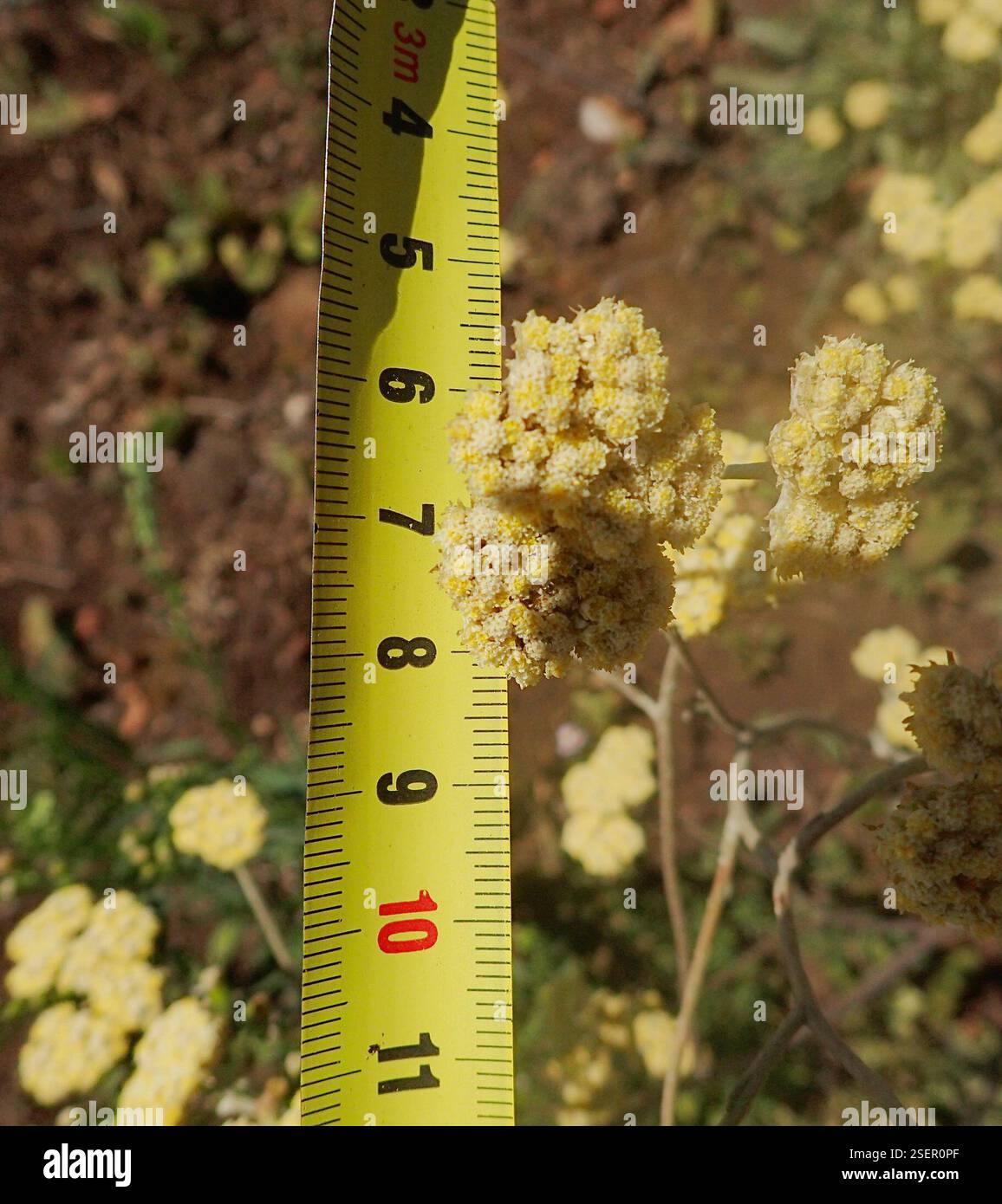 Kooigoed Everlasting (Helichrysum odoratissimum), Plantae ...