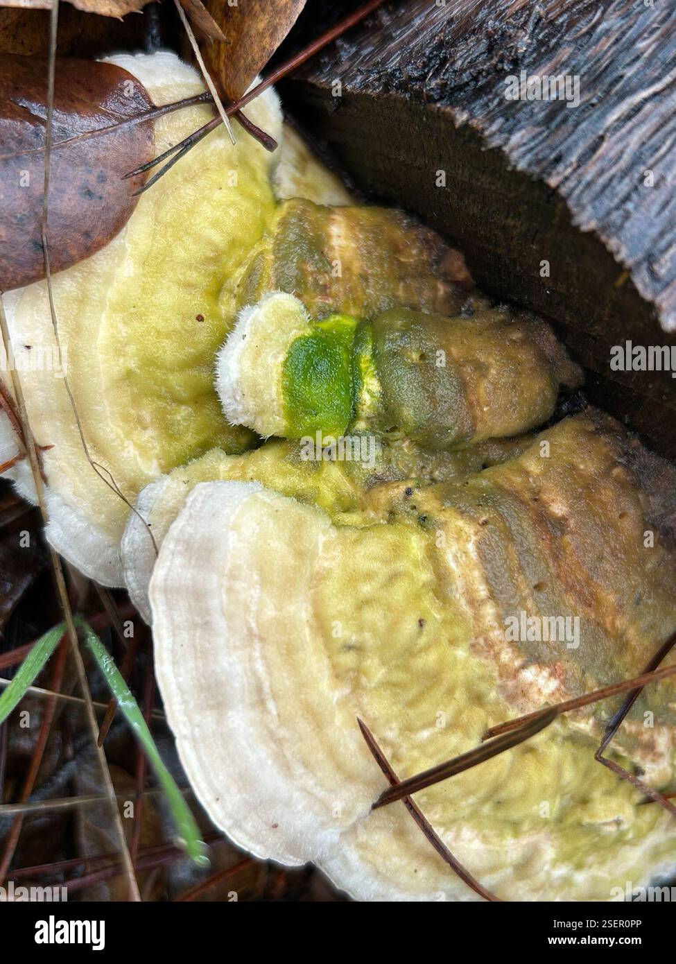Gilled Polypore (Trametes betulina), Fungi, North Coast, Cambria, CA ...