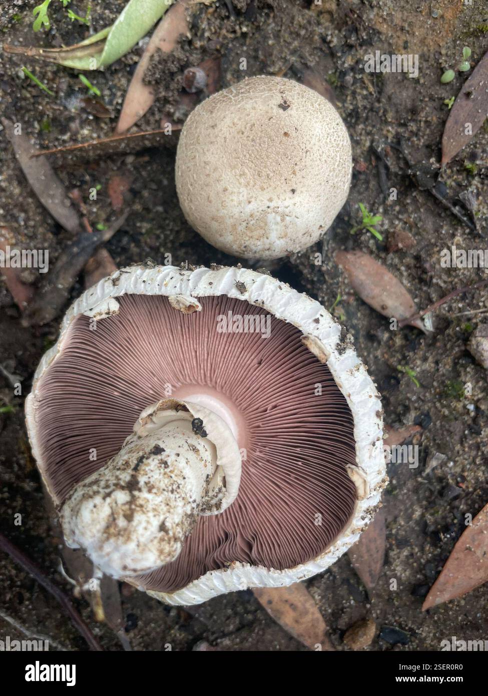 field and button mushrooms (Agaricus), Fungi, Thurgood Marshall College ...