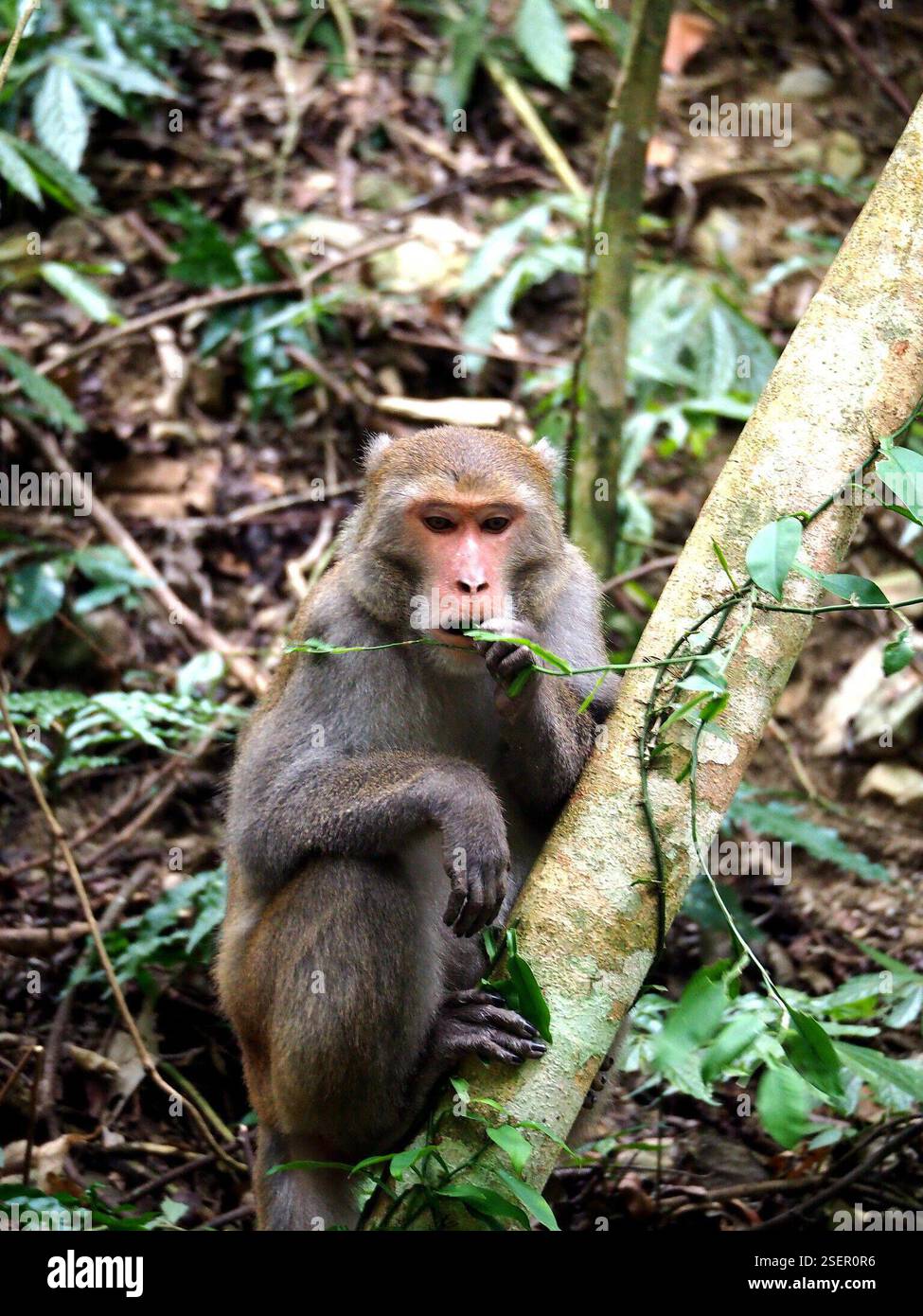 Formosan Rock Macaque (Macaca cyclopis), Mammalia, 台灣南投縣 Stock Photo ...