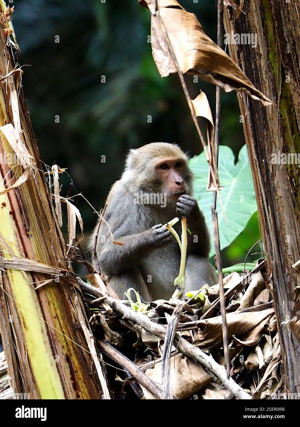 Formosan Rock Macaque (Macaca cyclopis), Mammalia, 台灣南投縣 Stock Photo ...