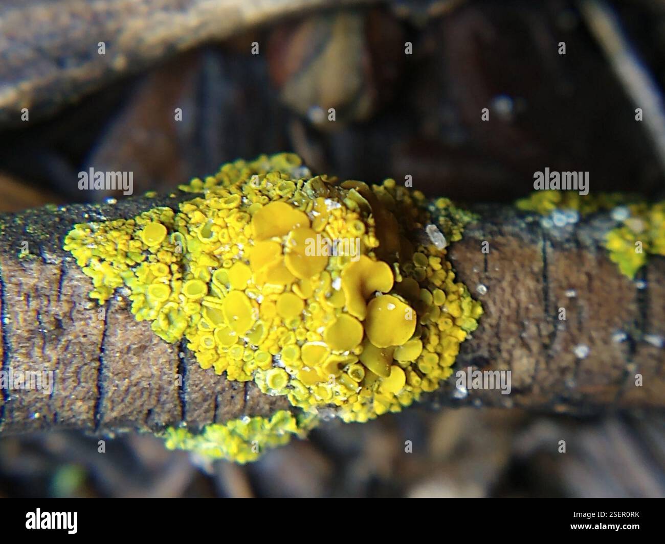 Pin-cushion Sunburst Lichen (Polycauliona polycarpa), Fungi, California ...