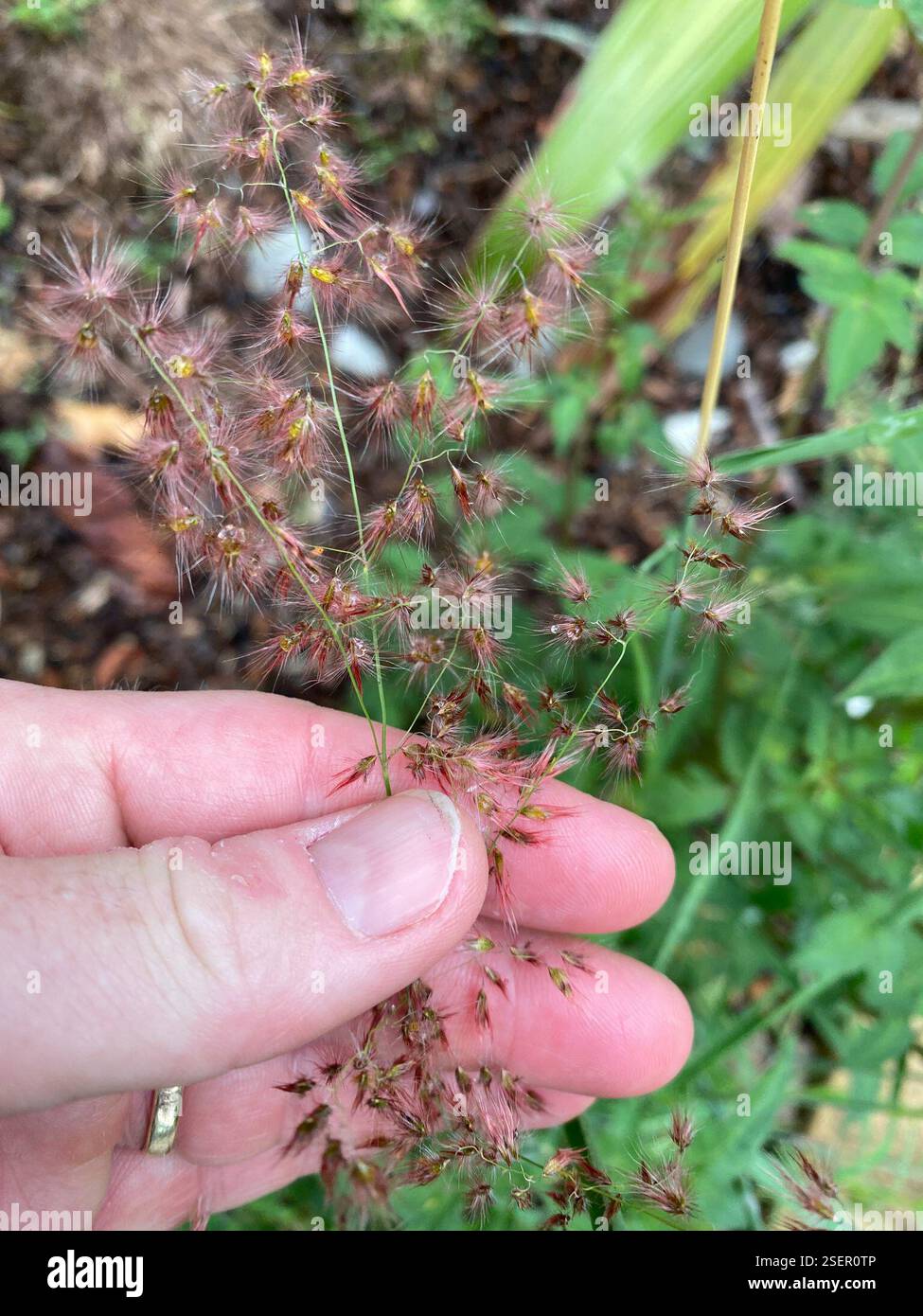 Natal grass (Melinis repens), Plantae, The University of Queensland, St ...