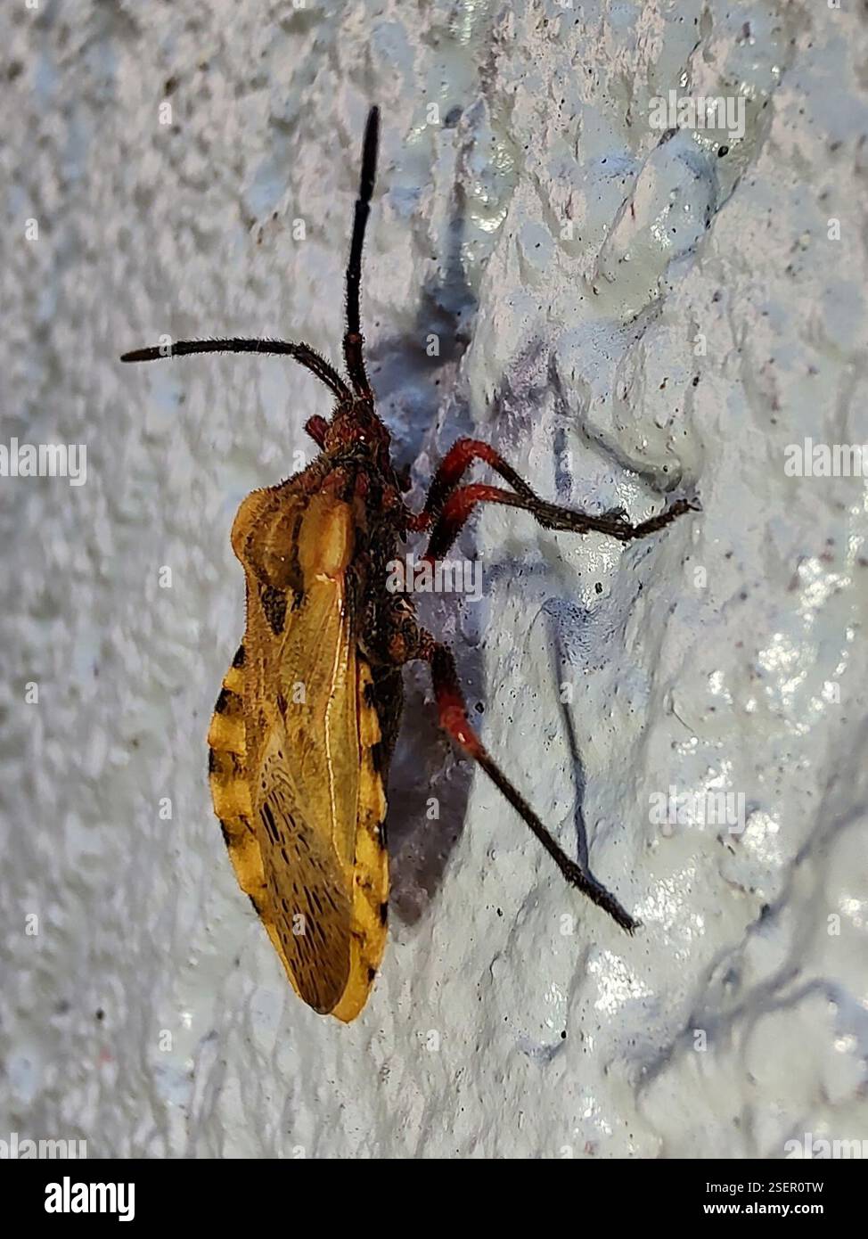 (Spartocera fusca), Insecta, Agronomia, Porto Alegre - RS, Brasil Stock ...
