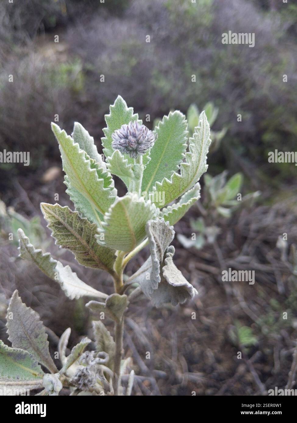 Thick-leaved Yerba Santa (Eriodictyon crassifolium), Plantae, Torrey ...