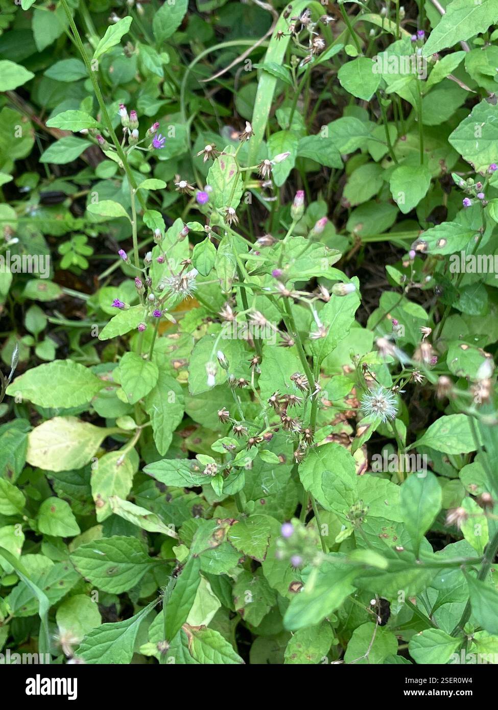 little ironweed (Cyanthillium cinereum), Plantae, Saint Anthon, MS ...