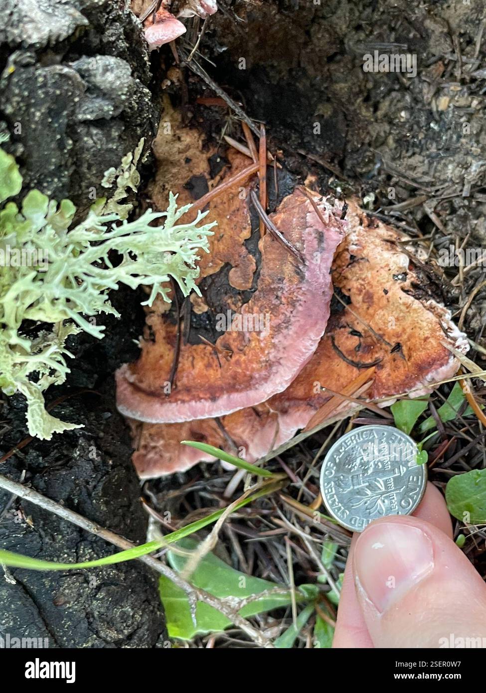 Rosy Conk (Fomitopsis cajanderi), Fungi, Mountain Charlie Rd, Los Gatos ...