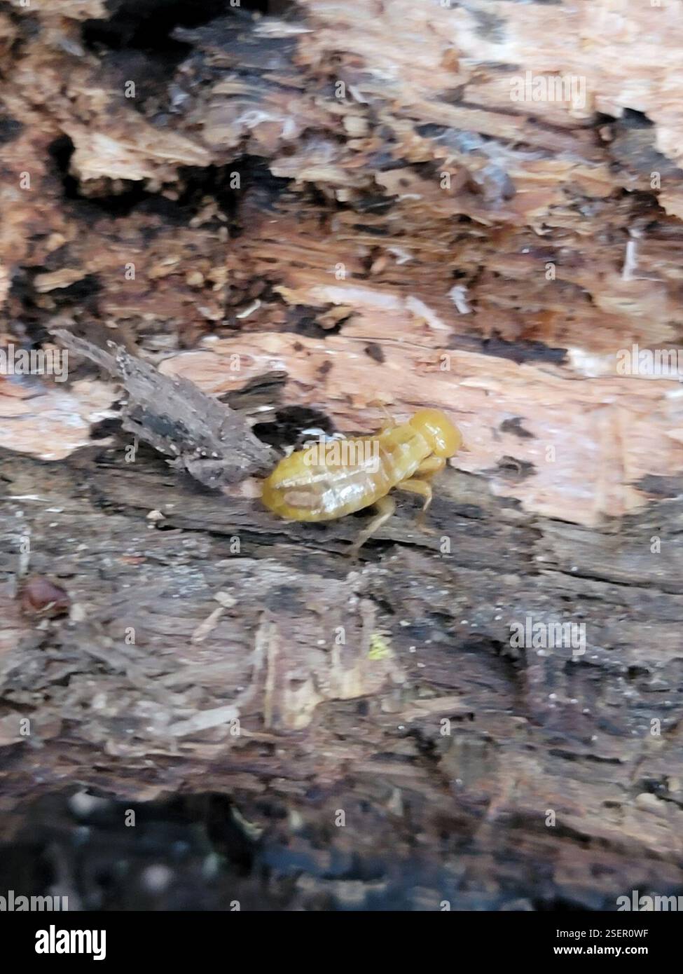 (Zootermopsis), Insecta, Portola Redwoods State Park, San Mateo County ...