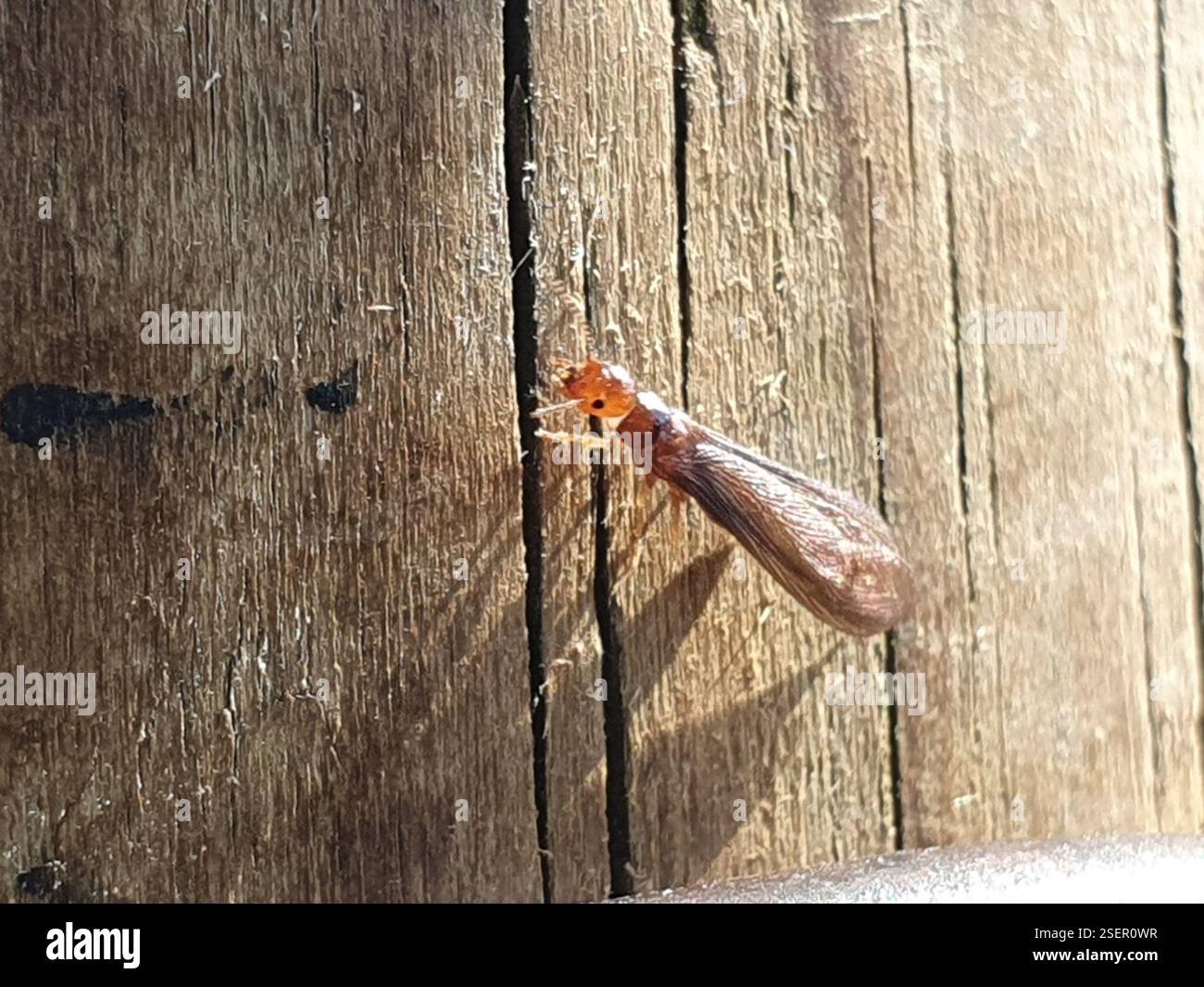 Termites (Termitoidae), Insecta, Mākara, Wellington, New Zealand Stock ...